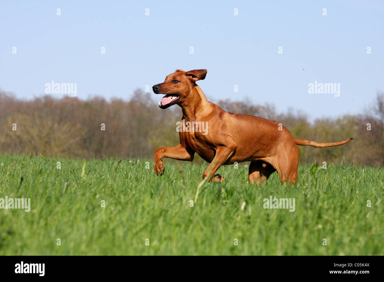 running Rhodesian Ridgeback Stock Photo - Alamy