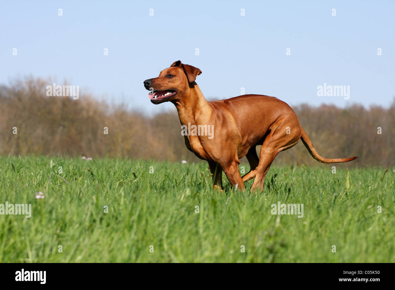 running Rhodesian Ridgeback Stock Photo - Alamy
