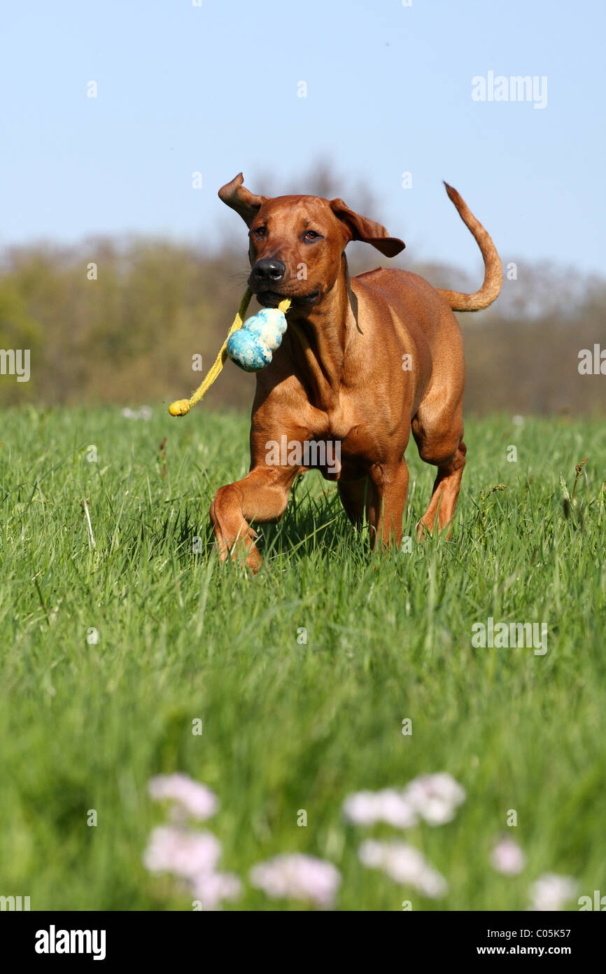 playing Rhodesian Ridgeback Stock Photo - Alamy