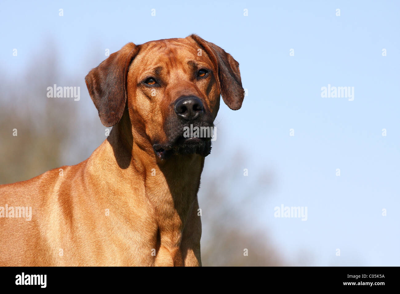 Rhodesian Ridgeback Portrait Stock Photo - Alamy