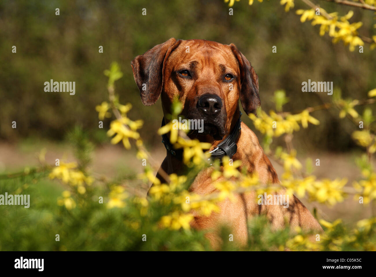 Rhodesian Ridgeback Portrait Stock Photo - Alamy