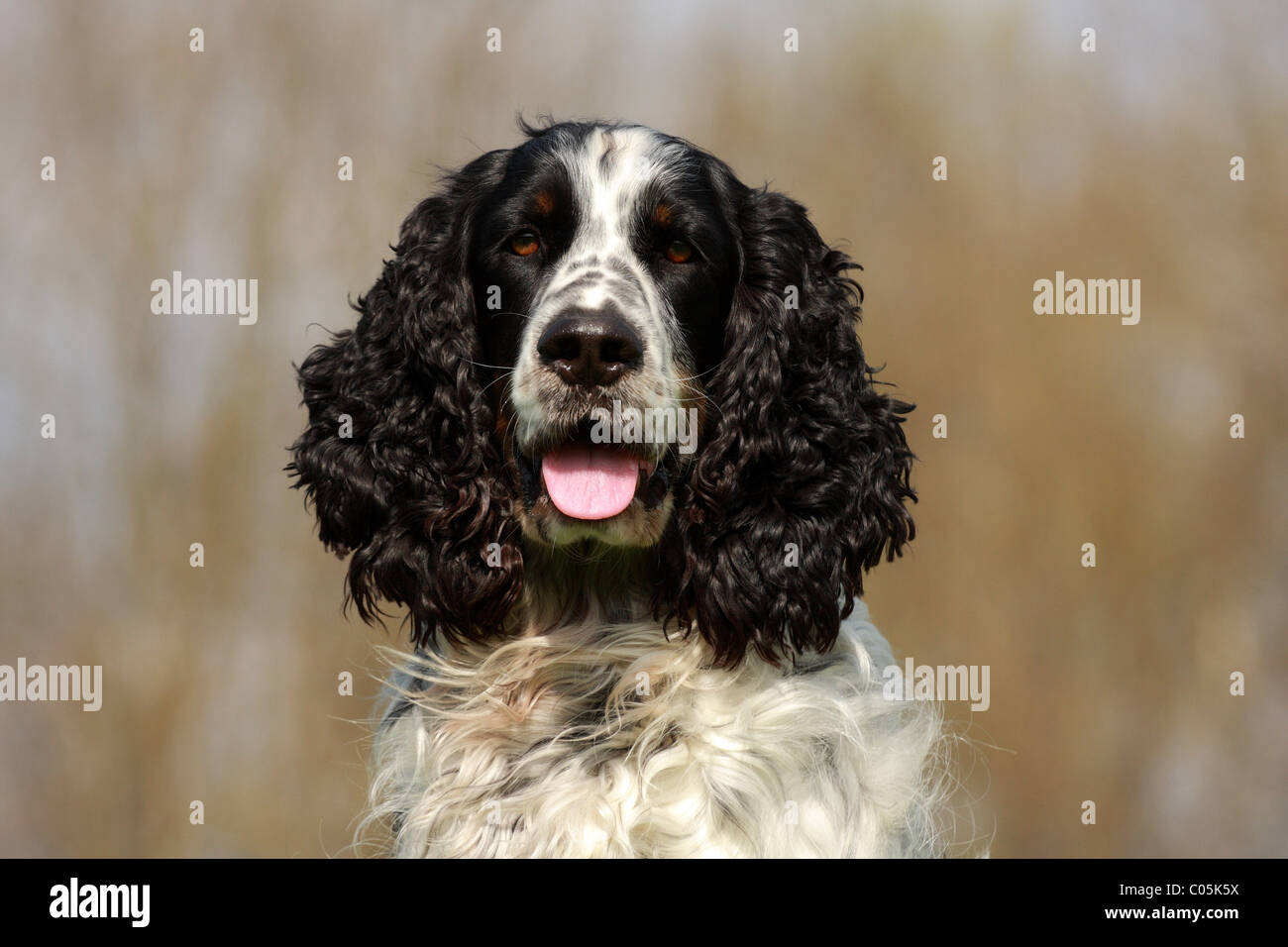 English Springer Spaniel Portrait Stock Photo - Alamy