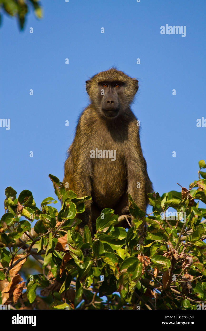 A shot of a baboon in a tree top. It is looking at the camera Stock ...