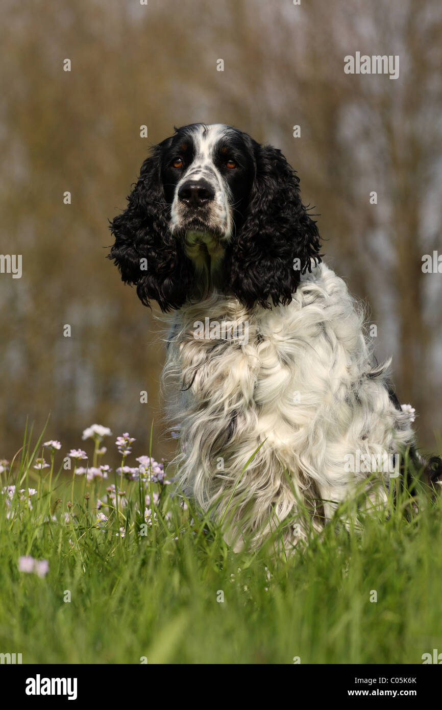Springer flowering hi-res stock photography and images - Alamy