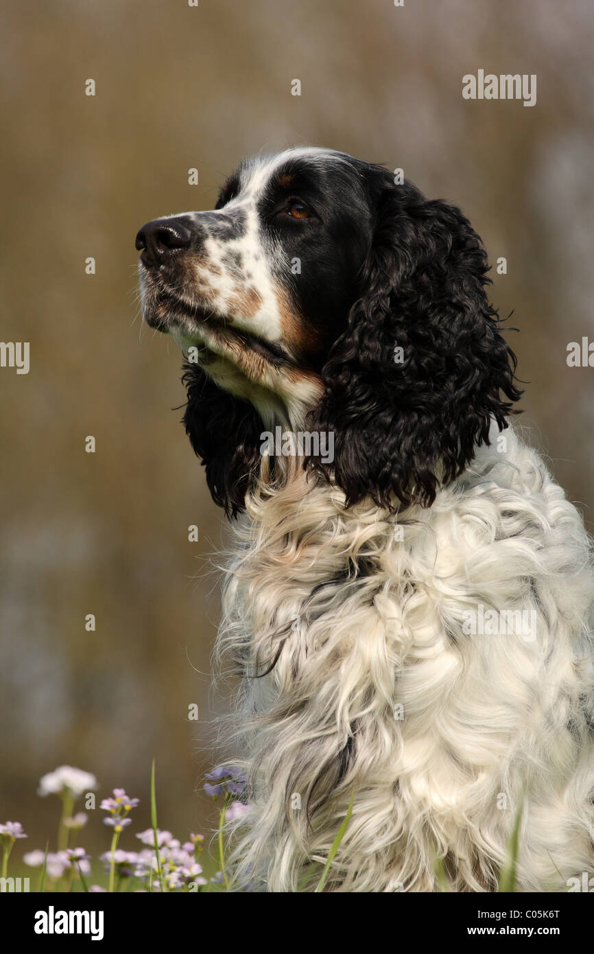 English Springer Spaniel Portrait Stock Photo - Alamy