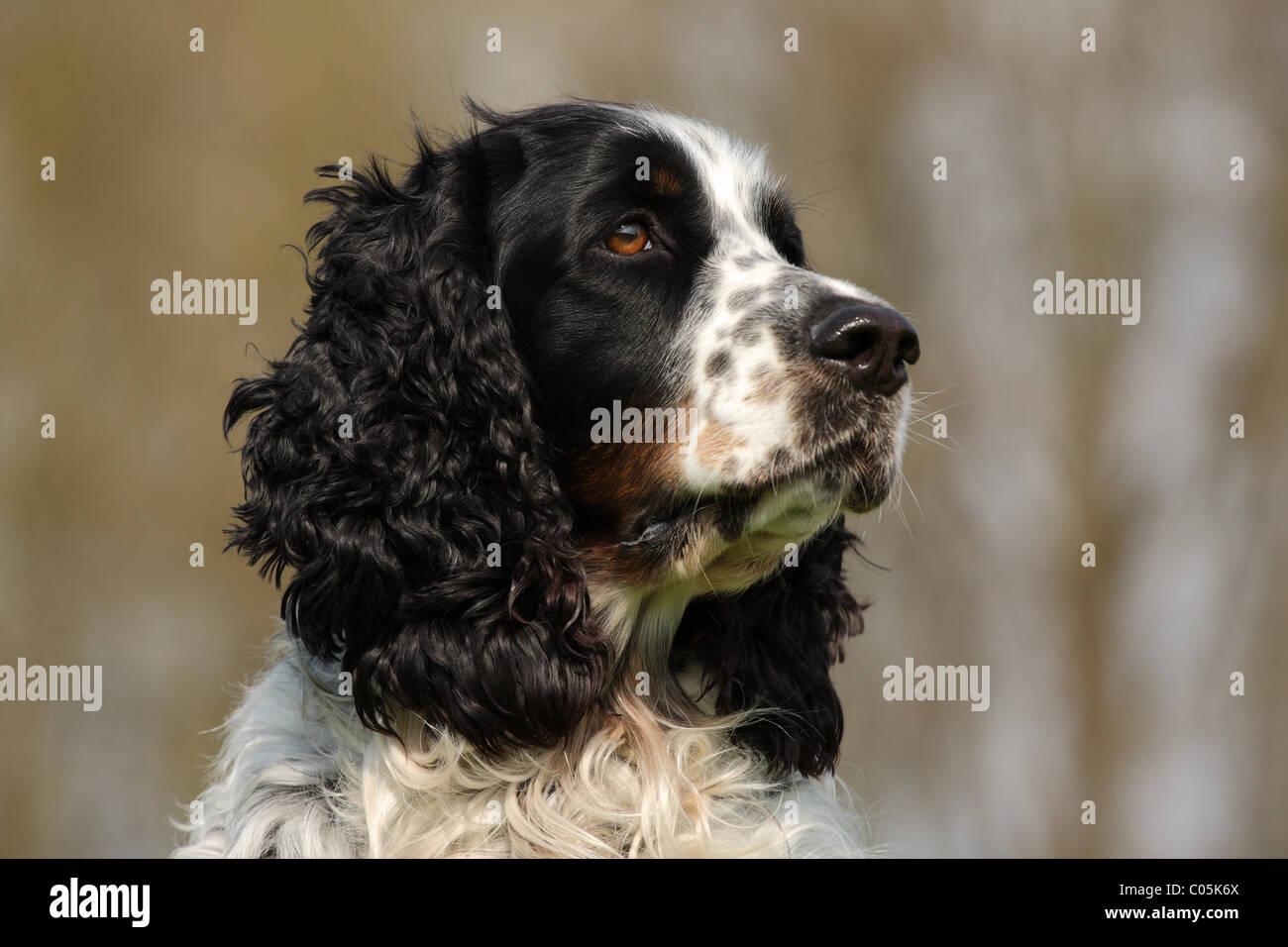 English springer spaniel fall hi-res stock photography and images - Alamy
