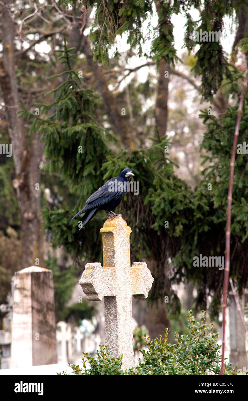 Christ crow hi-res stock photography and images - Alamy