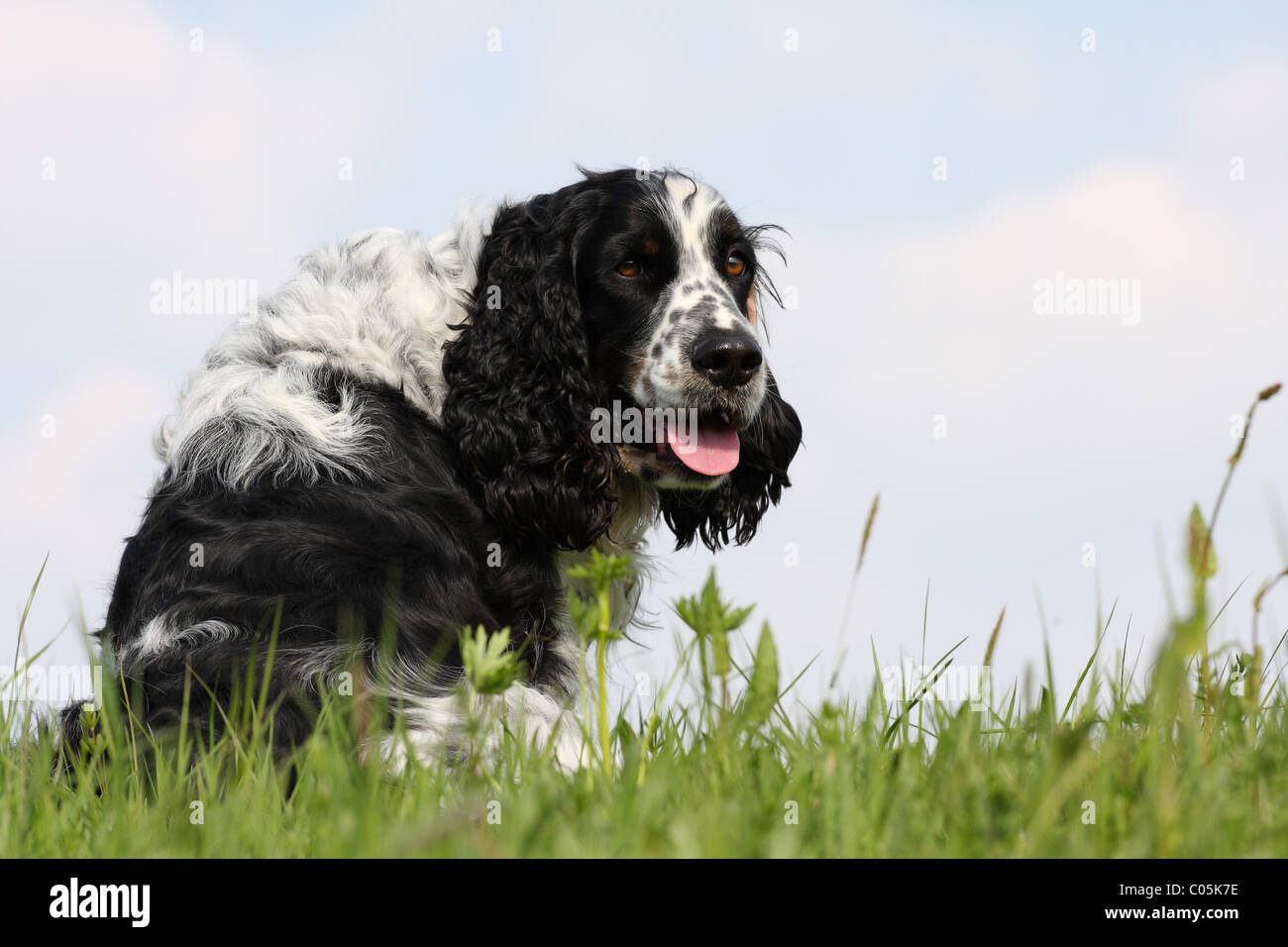 Springer spaniel back view hi-res stock photography and images - Alamy