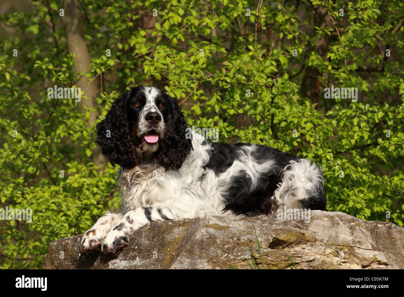 Springer stone hi-res stock photography and images - Alamy