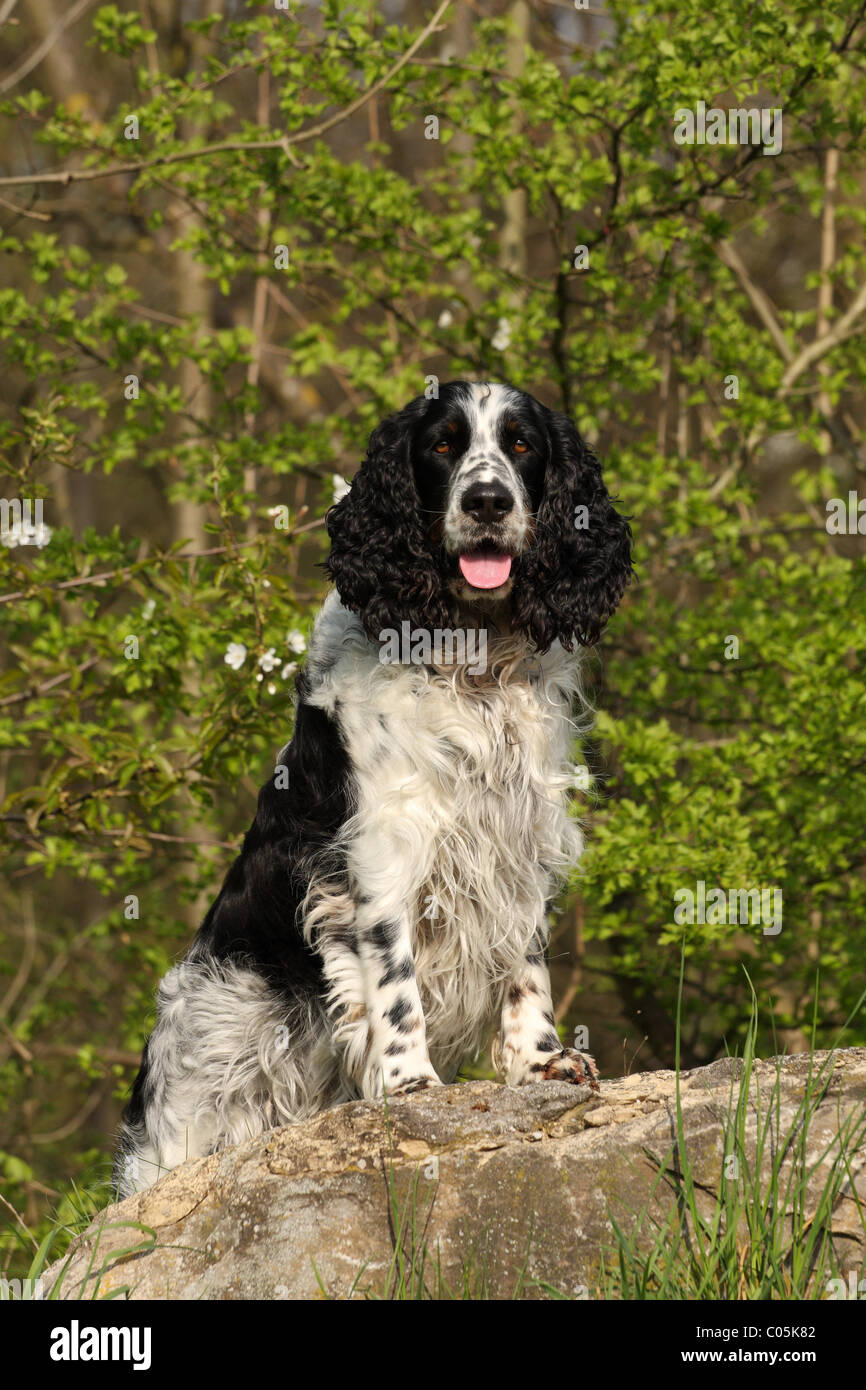 Springer stone hi-res stock photography and images - Alamy