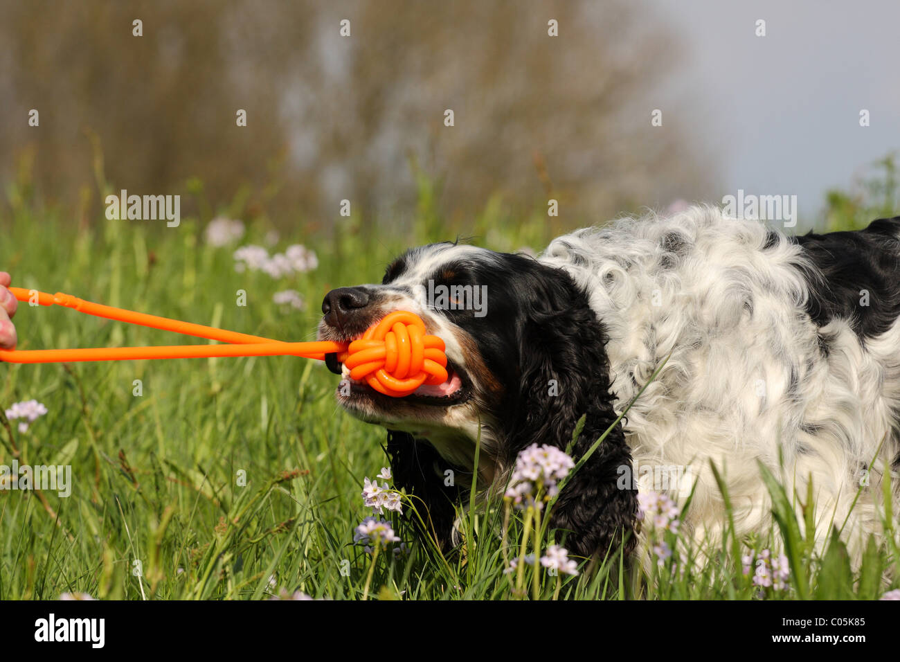 Curled spring toy hi-res stock photography and images - Alamy