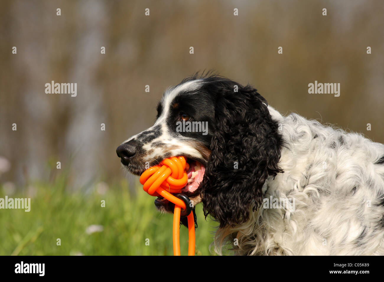 English Springer Spaniel Portrait Stock Photo - Alamy