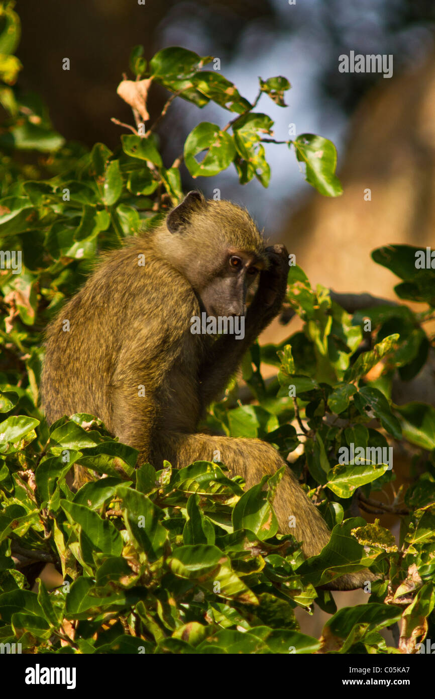 Savanna baboon papio cynocephalus hi-res stock photography and images ...