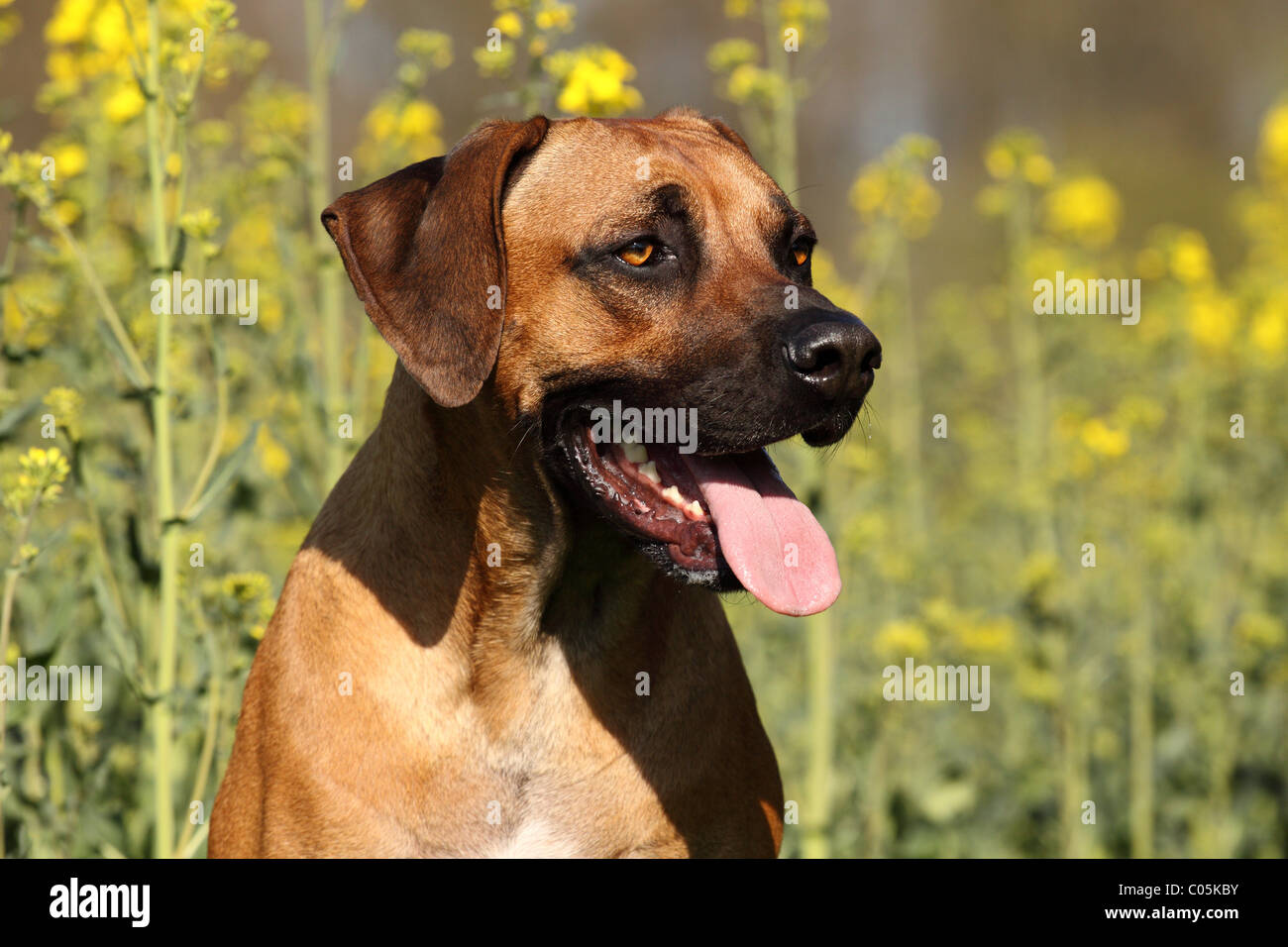 Rhodesian Ridgeback Portrait Stock Photo - Alamy
