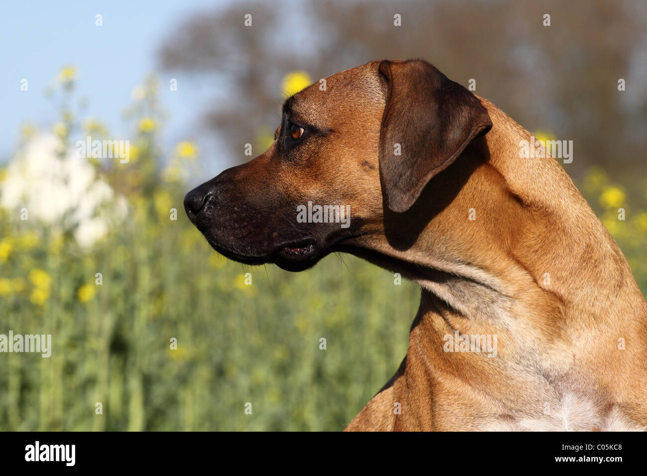 Rhodesian Ridgeback Portrait Stock Photo - Alamy
