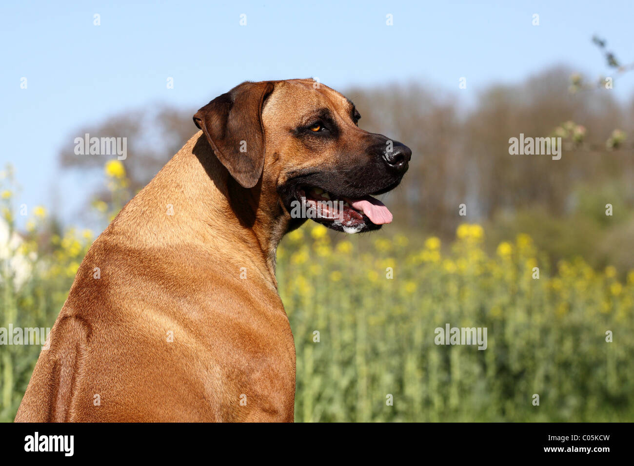 Rhodesian Ridgeback Portrait Stock Photo - Alamy