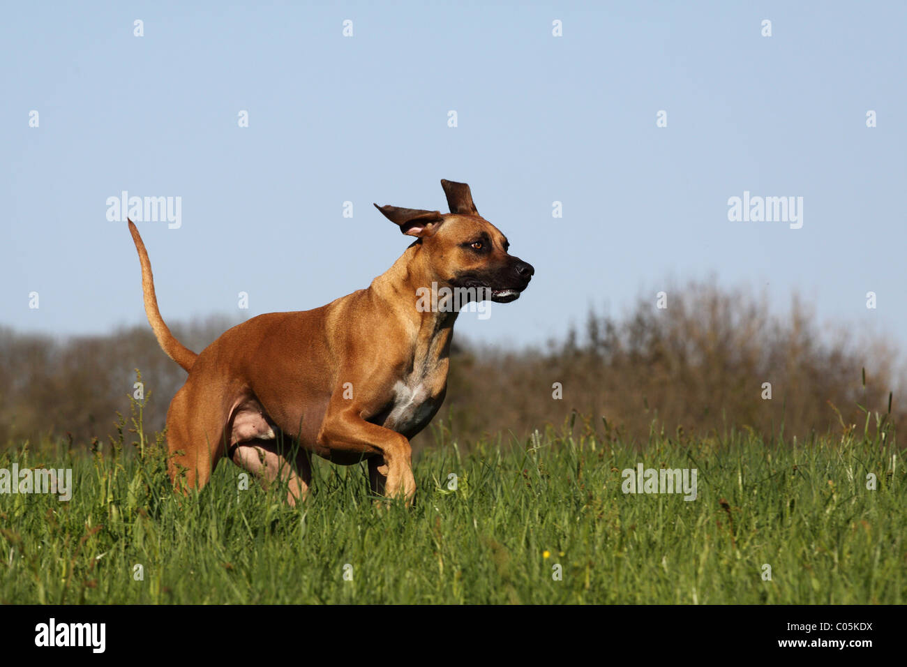 running Rhodesian Ridgeback Stock Photo - Alamy