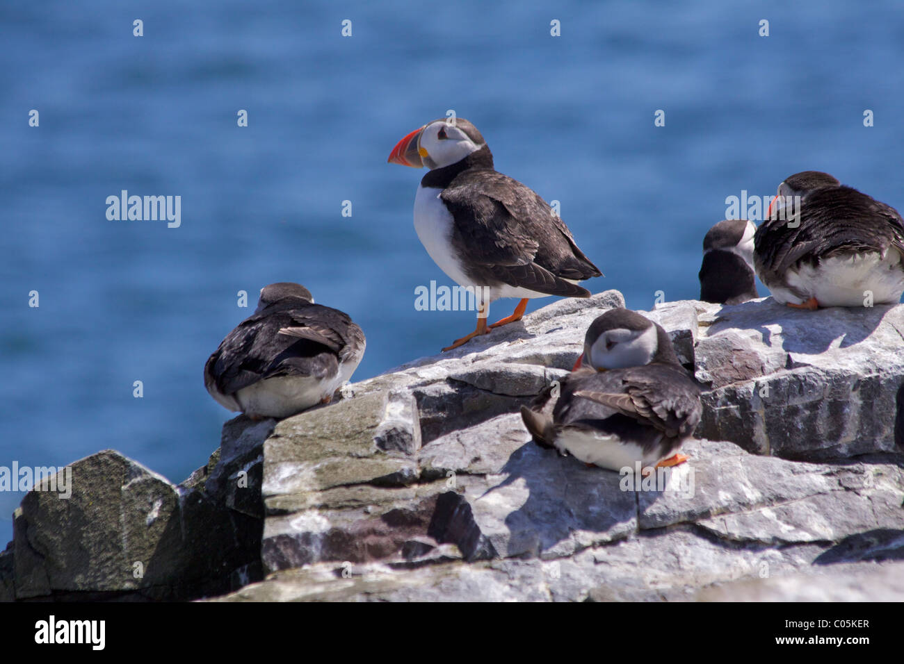 Five Puffins (Fratacula arctica)(Alcidae) on the top of the cliffs of ...