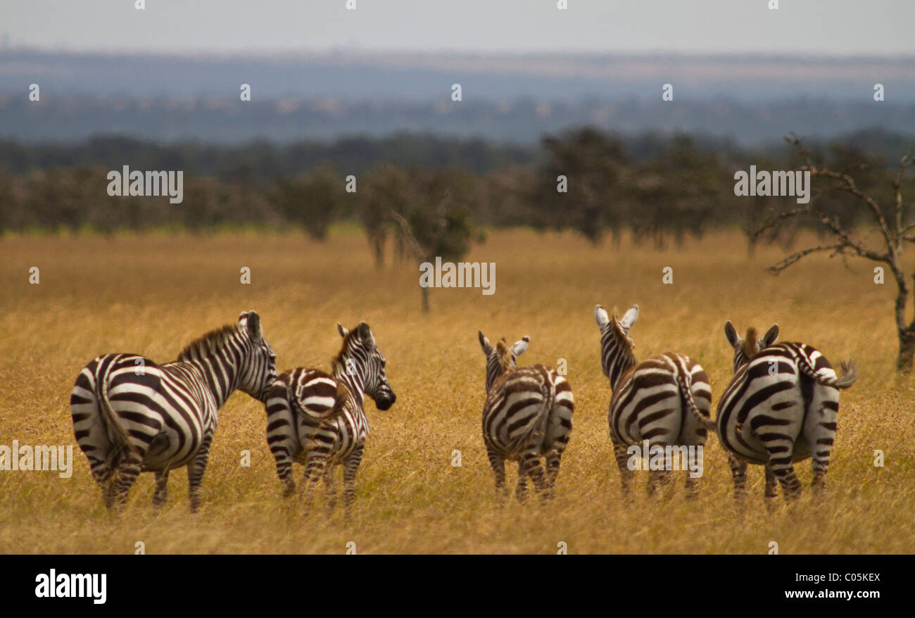 Five Burchells Zebra looking across the plains, Ol Pejeta Conservancy ...