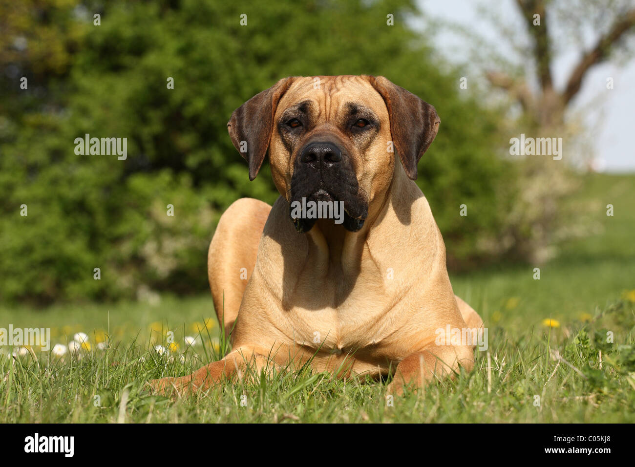 lying Dogo Canario Stock Photo - Alamy