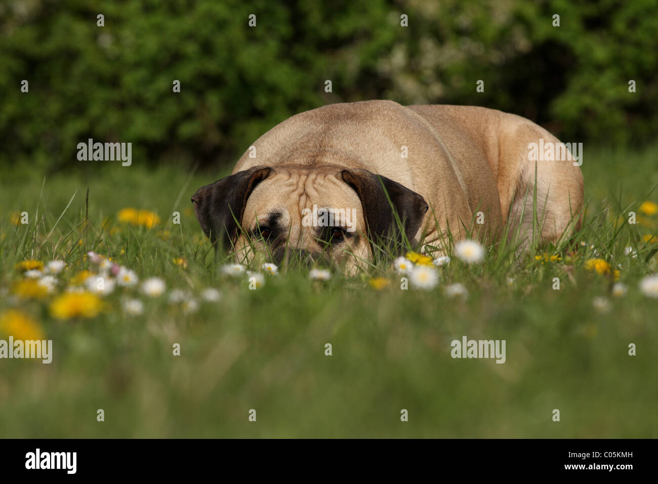 lying Dogo Canario Stock Photo - Alamy