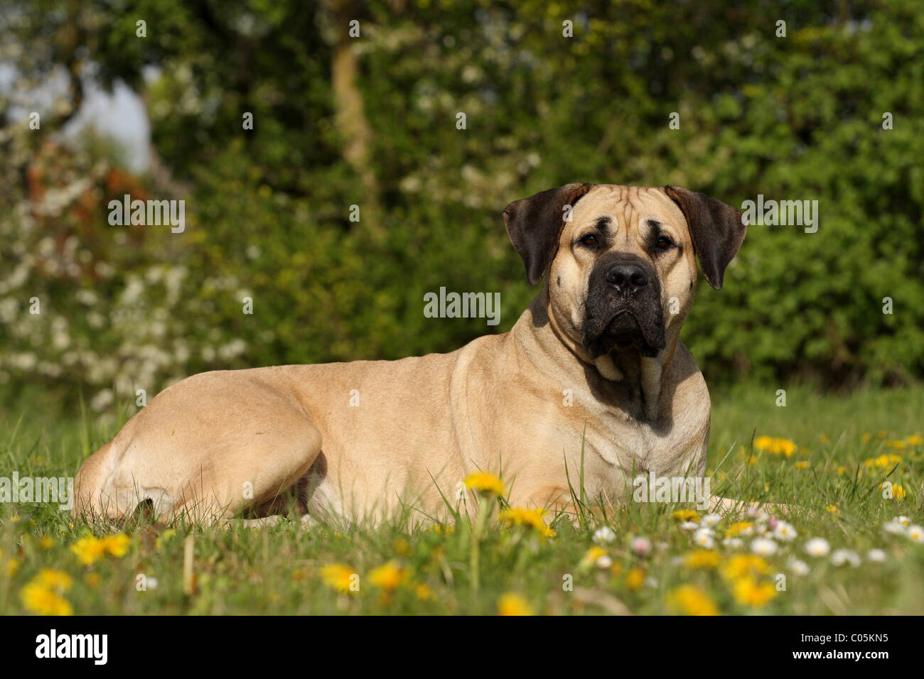lying Dogo Canario Stock Photo - Alamy