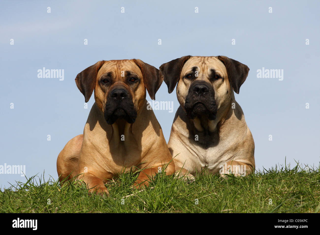 lying Dogo Canarios Stock Photo - Alamy
