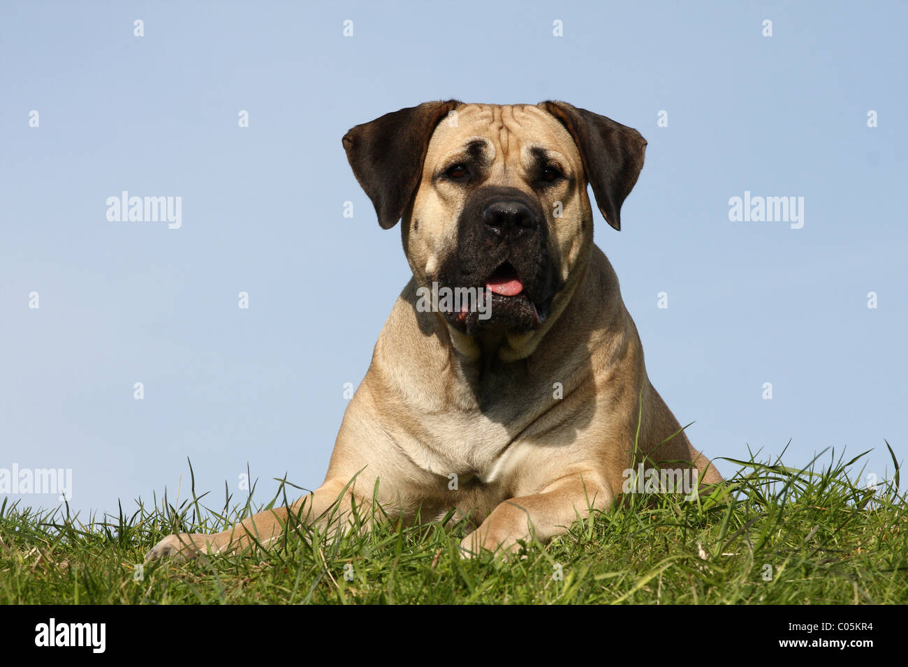 lying Dogo Canario Stock Photo - Alamy