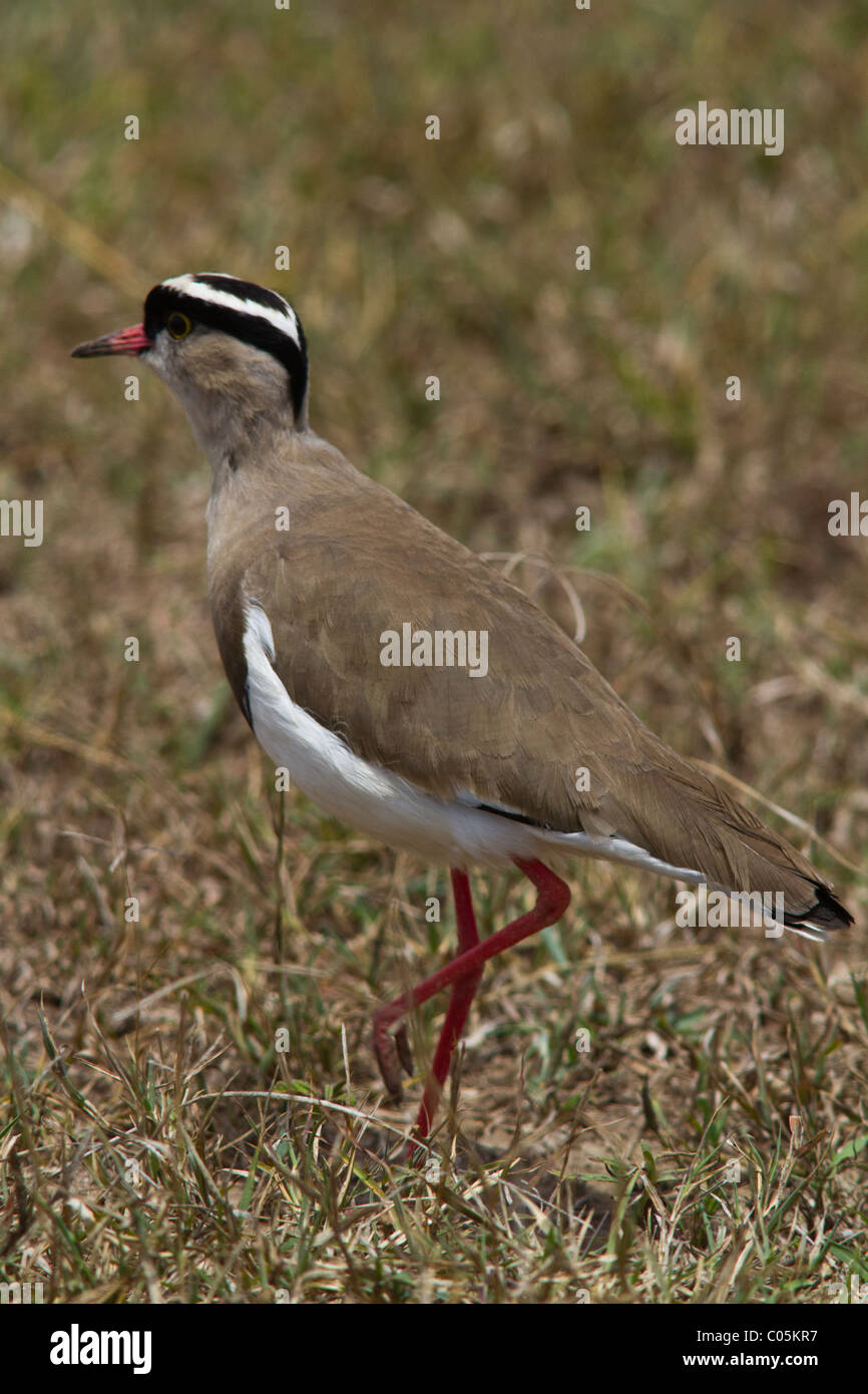 A crowned plover standing with one leg raised on the grass, Kenya ...