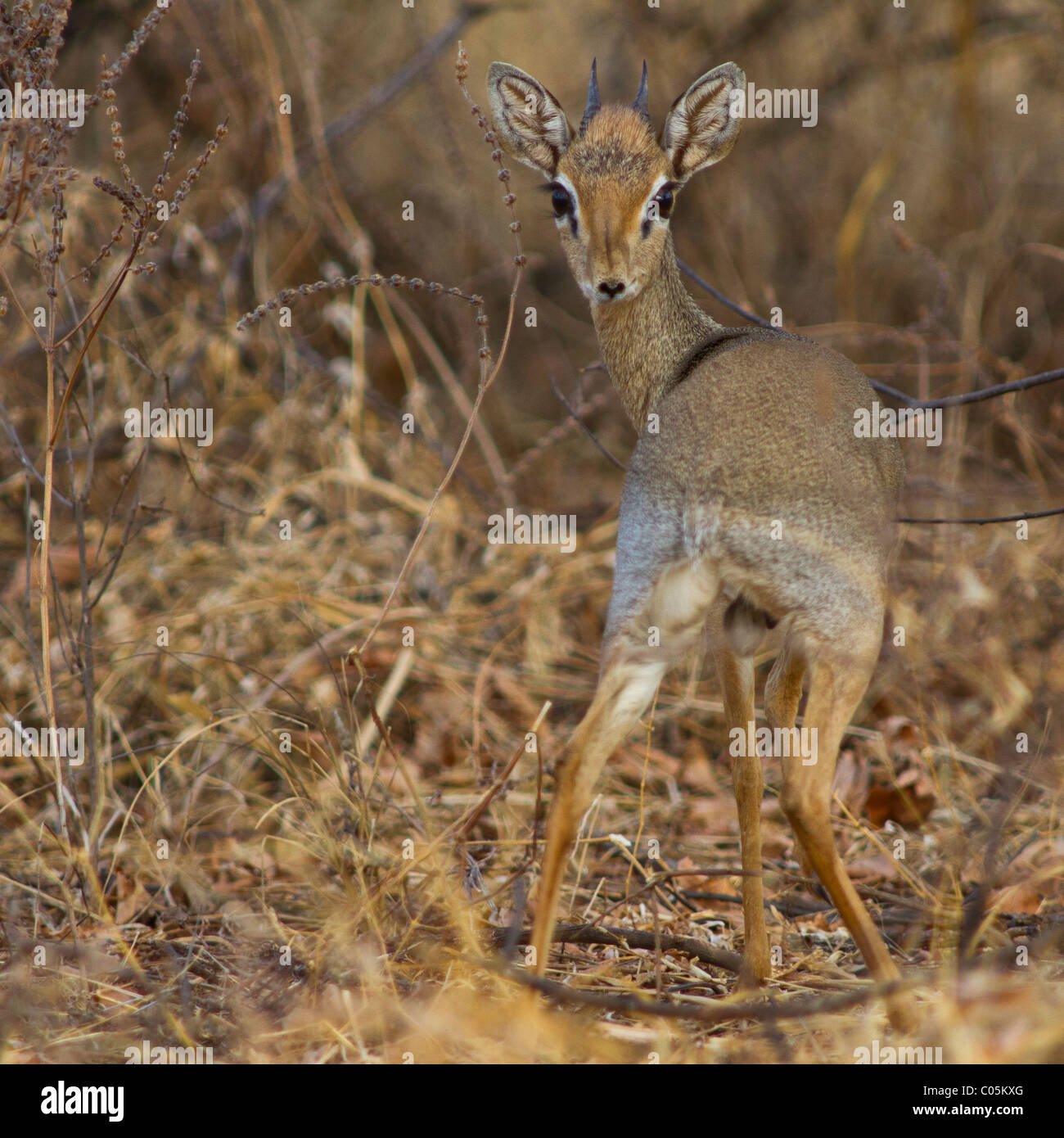 Dik-Dik (Madoqua species) Meru National Park, Kenya. The animal is ...
