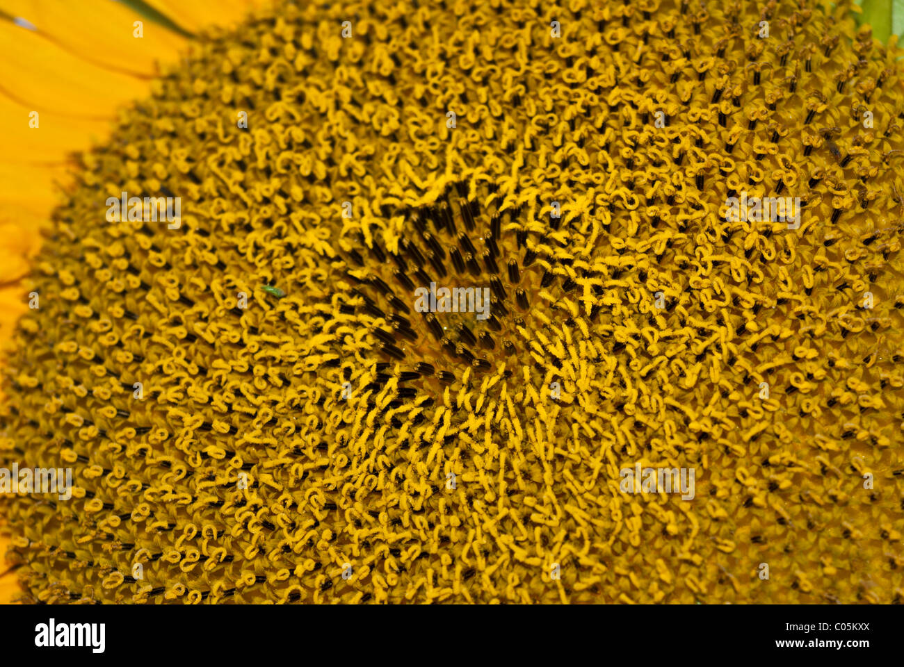 Sunflower, Helianthus annuus Stock Photo - Alamy