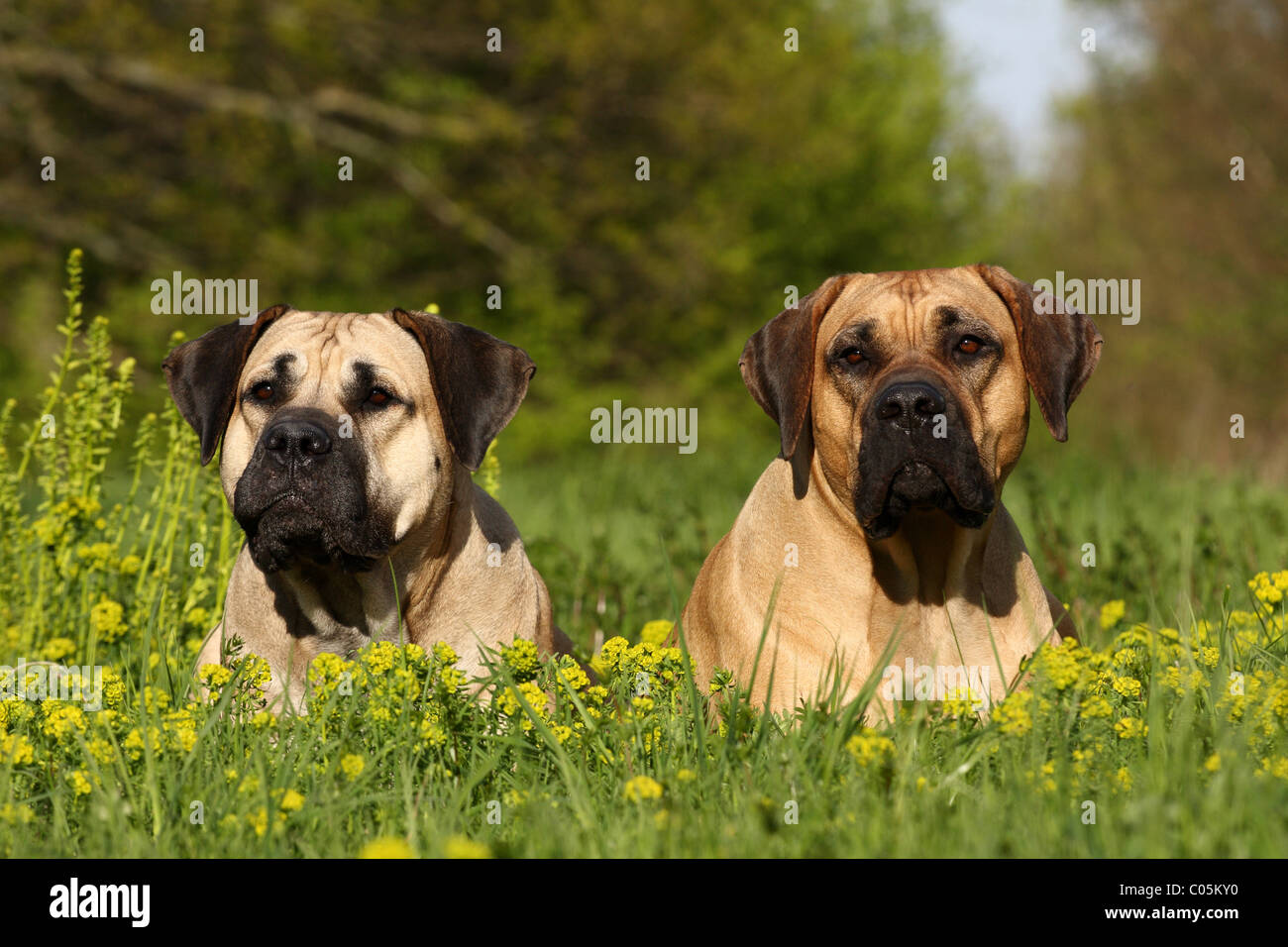 lying Dogo Canarios Stock Photo - Alamy
