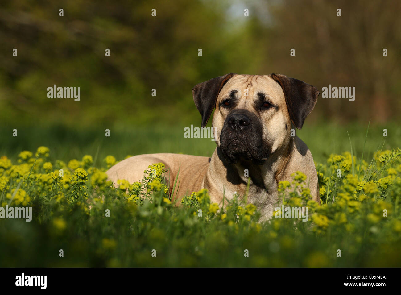 lying Dogo Canario Stock Photo - Alamy