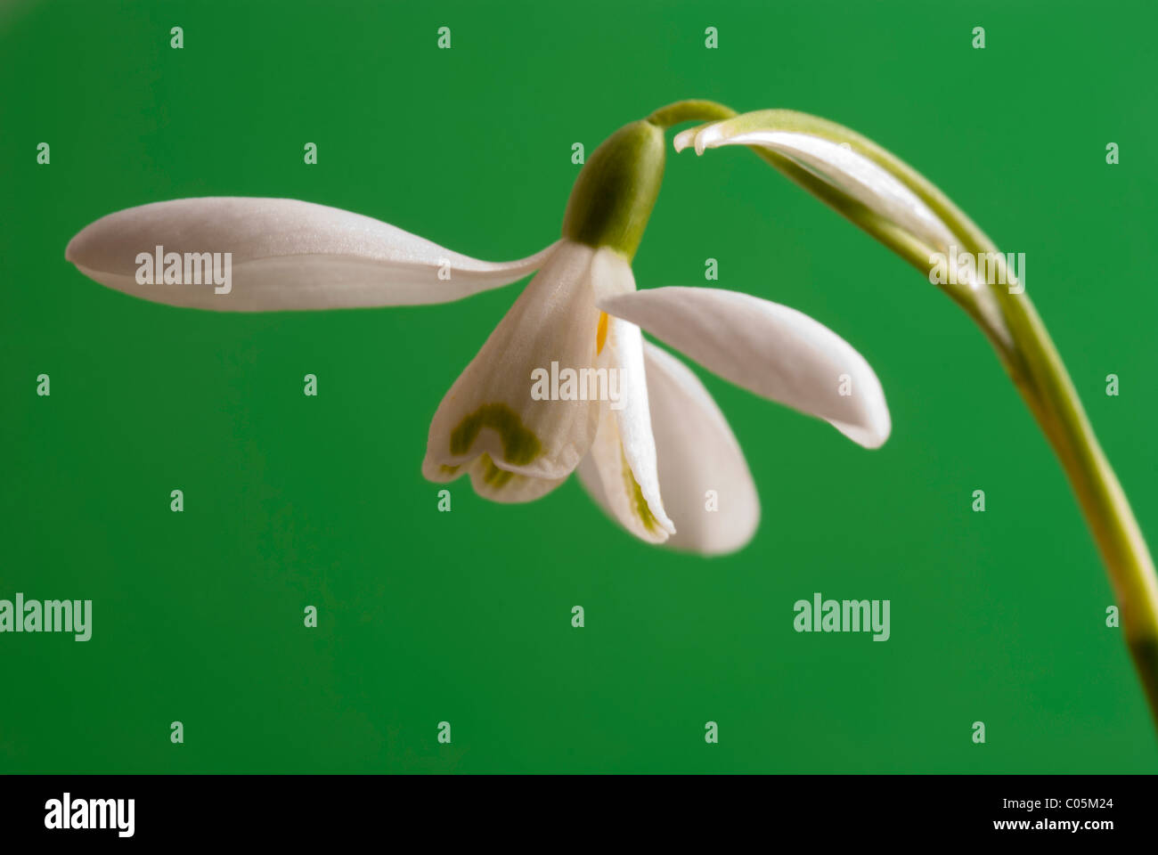 Green snowdrop hi-res stock photography and images - Alamy