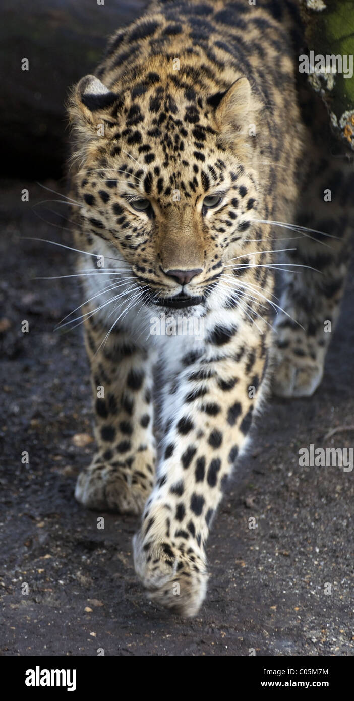 Amur leopard walking camera hi-res stock photography and images - Alamy