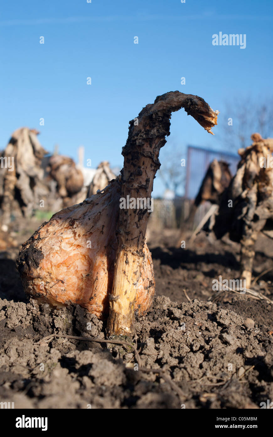 Rotten cabbage hi-res stock photography and images - Alamy