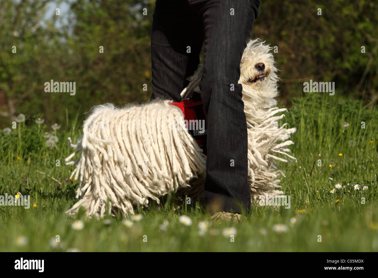 Puli at Dogdance Stock Photo - Alamy