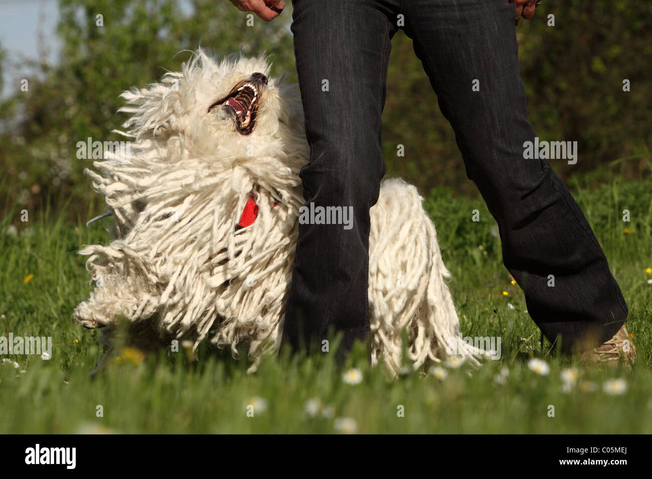 Puli at Dogdance Stock Photo - Alamy