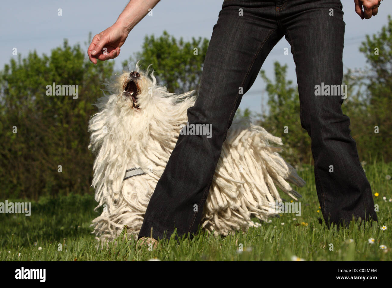 Puli at Dogdance Stock Photo - Alamy