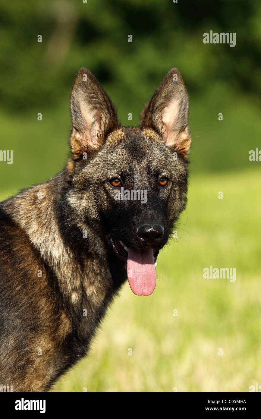 German Shepherd Portrait Stock Photo - Alamy