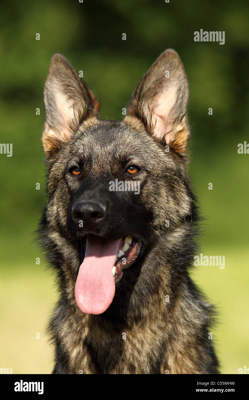 German Shepherd Portrait Stock Photo - Alamy