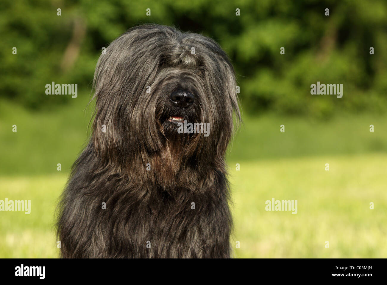 Berger De Brie Portrait High Resolution Stock Photography and Images ...