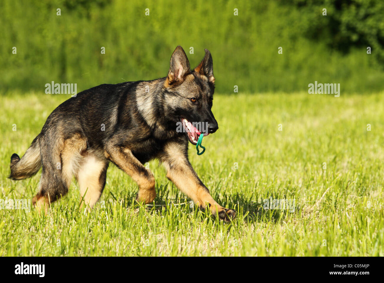 playing German Shepherd Stock Photo - Alamy