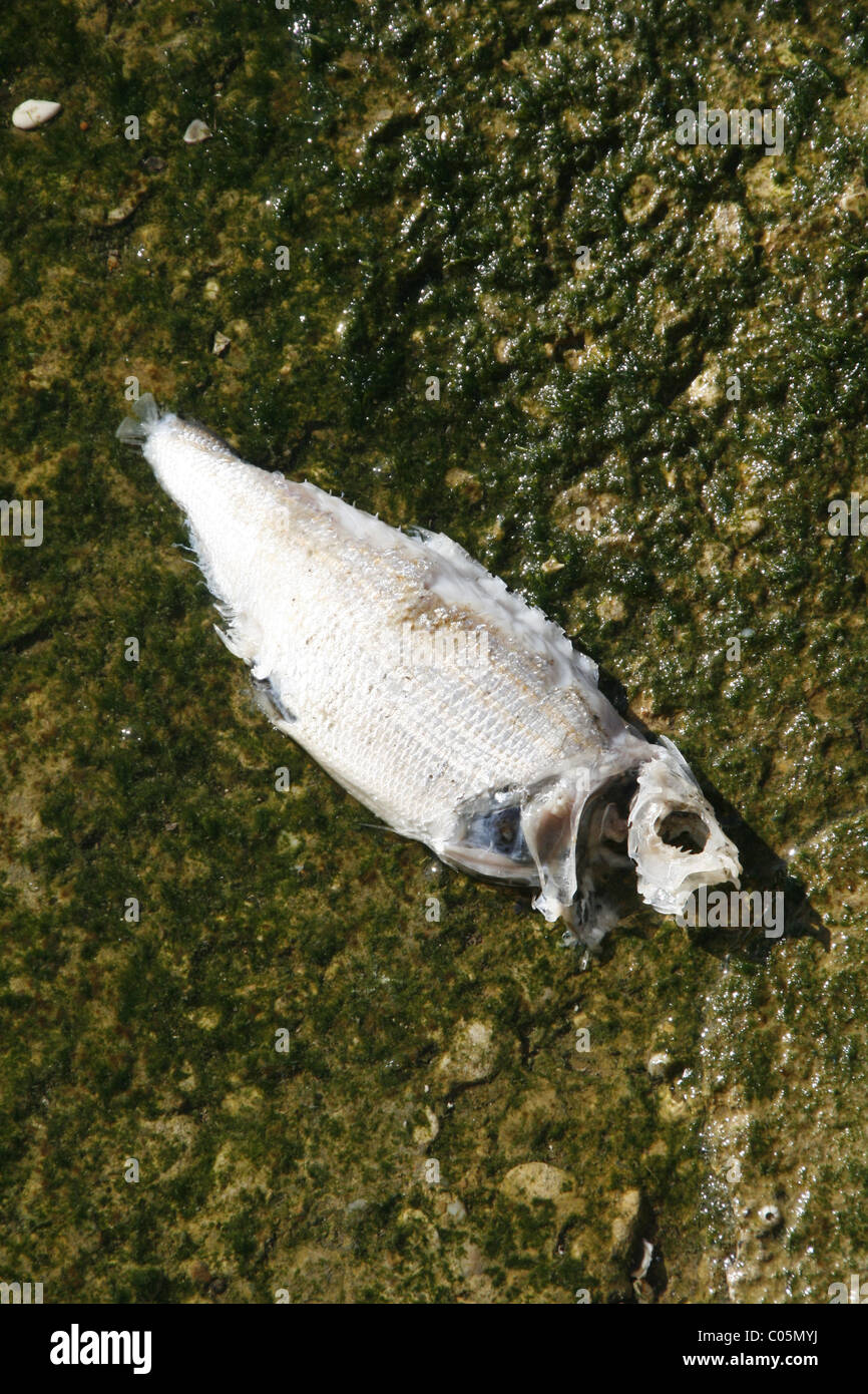 one dead fish on sea coast shore Stock Photo - Alamy