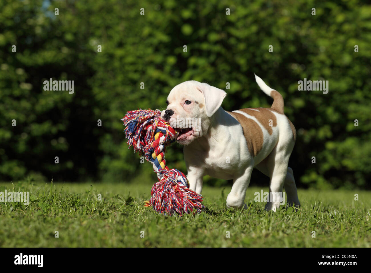 Bulldog cable hi-res stock photography and images - Alamy