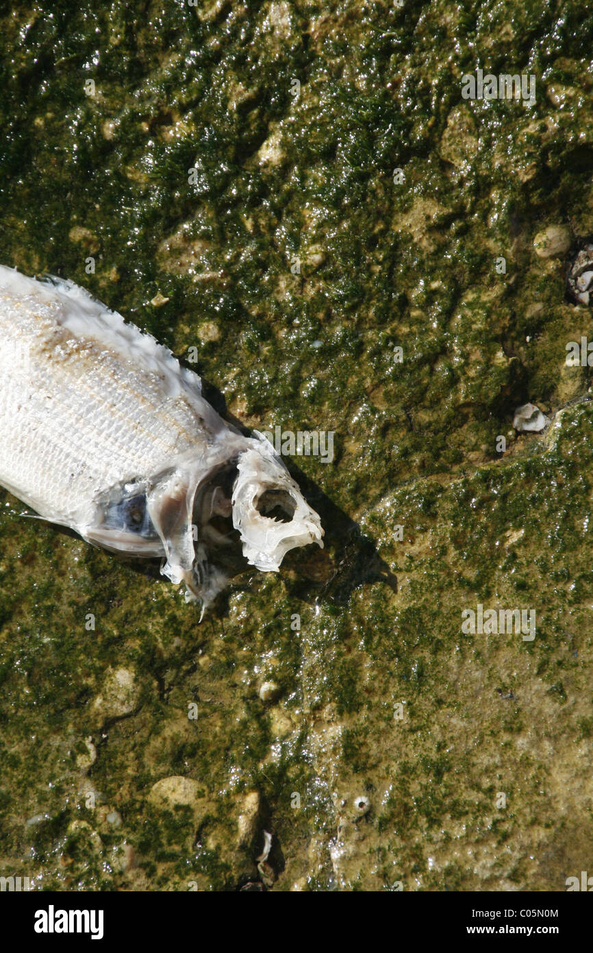 one dead fish on sea coast shore Stock Photo - Alamy