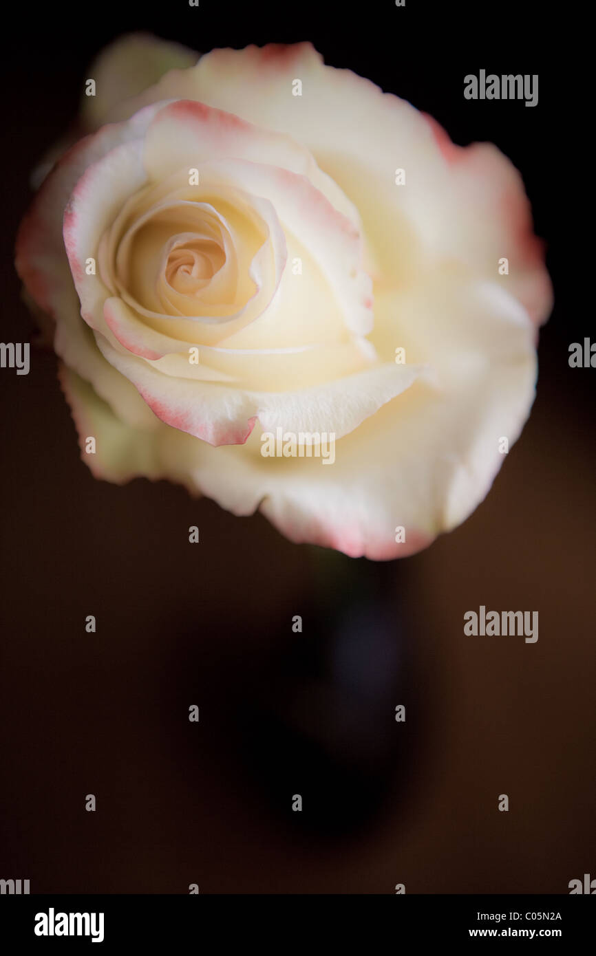 Close up of a white and pink rose opening Stock Photo - Alamy
