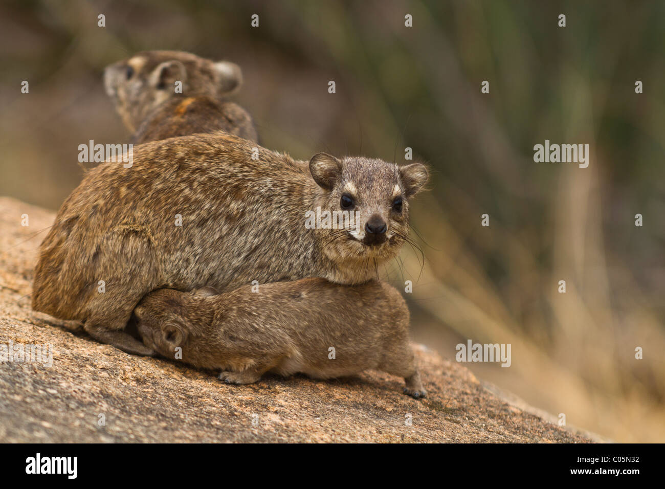 A family of three rock hyrax on a rock in Meru national park, Kenya ...