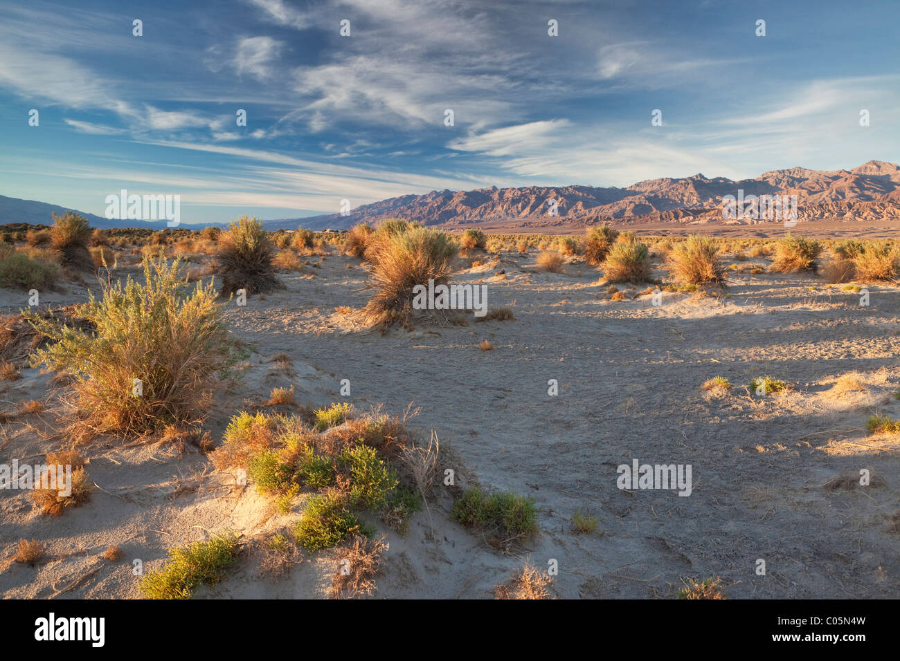 Devil's Corn Field in Death Valley National Park, California Stock ...