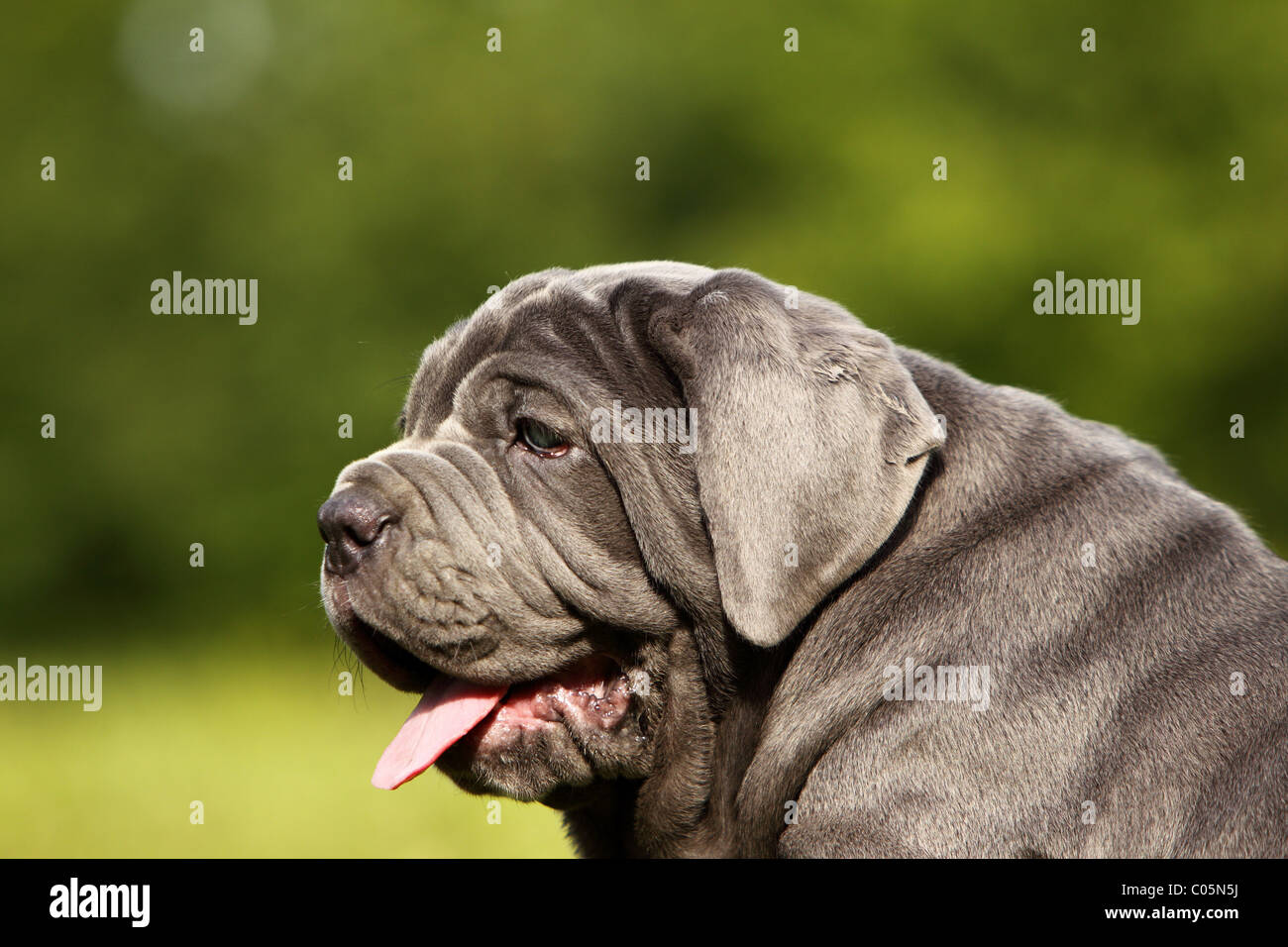 Mastino Napoletano Puppy Stock Photo - Alamy